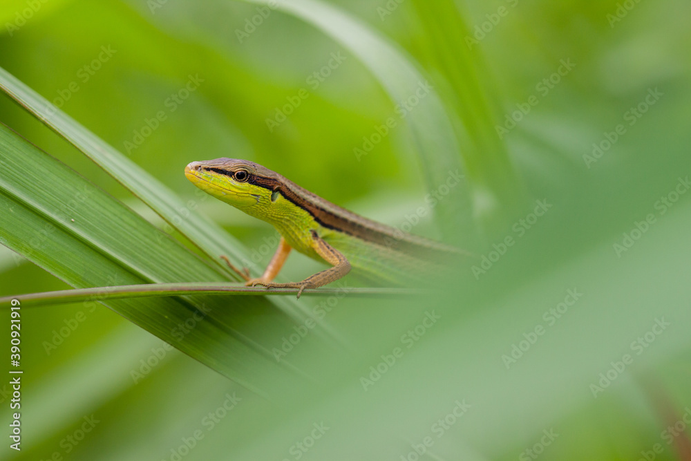 The oriental garden lizard (Calotes versicolor), also called the ...