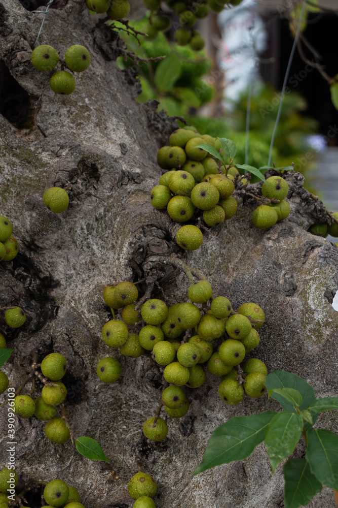 Vertical shot of a cluster fig tree (Ficus racemosa) in a garden Stock ...