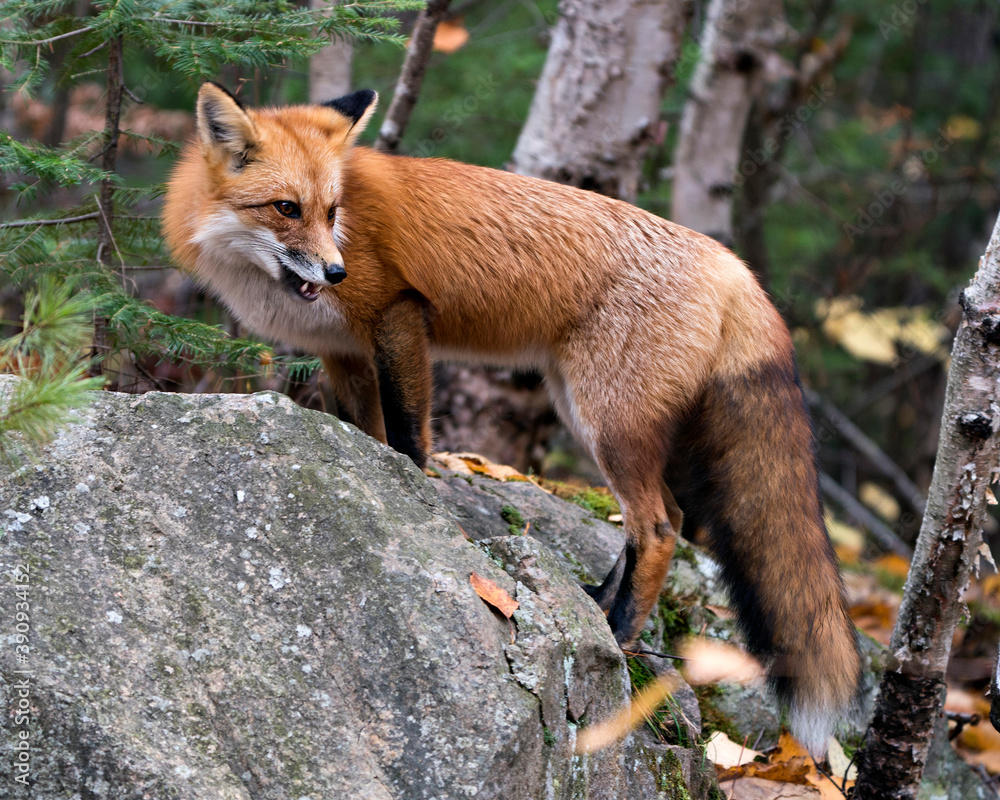 Fox stock photos. Red fox close-up profile view standing on a rock with ...