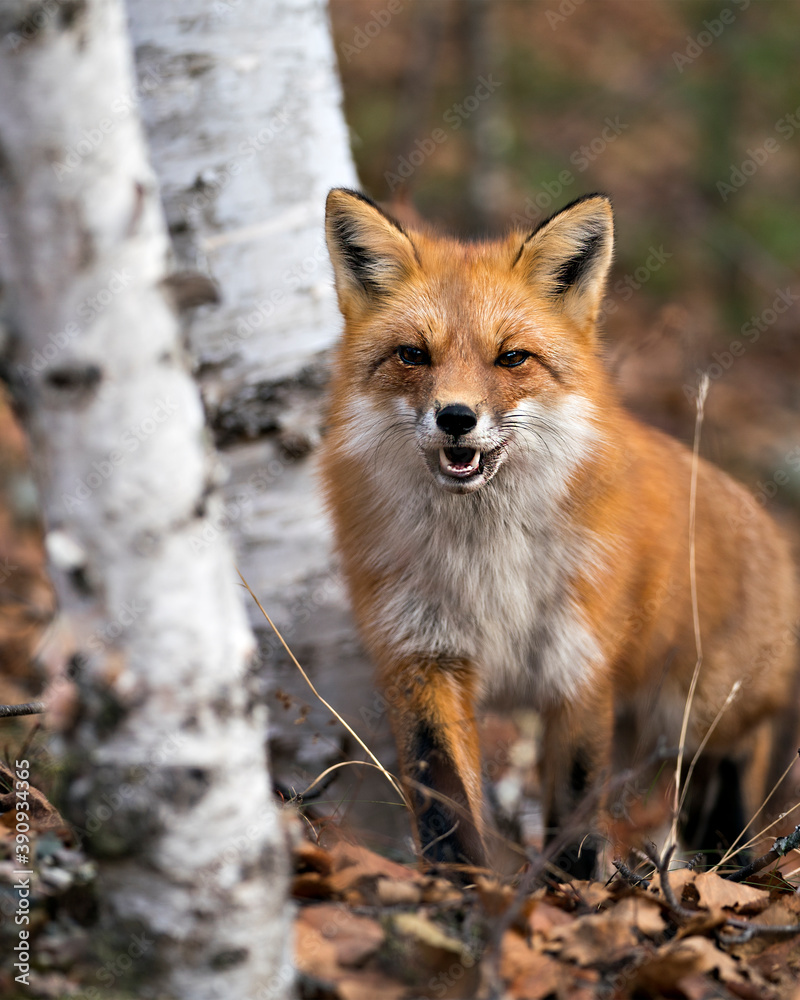 Red Fox photo stock. Red Fox close-up with a blur forest background in ...