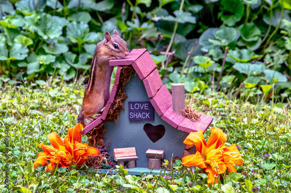 Tiny chipmunk checks out the love shack, a cute little wood bird house ...