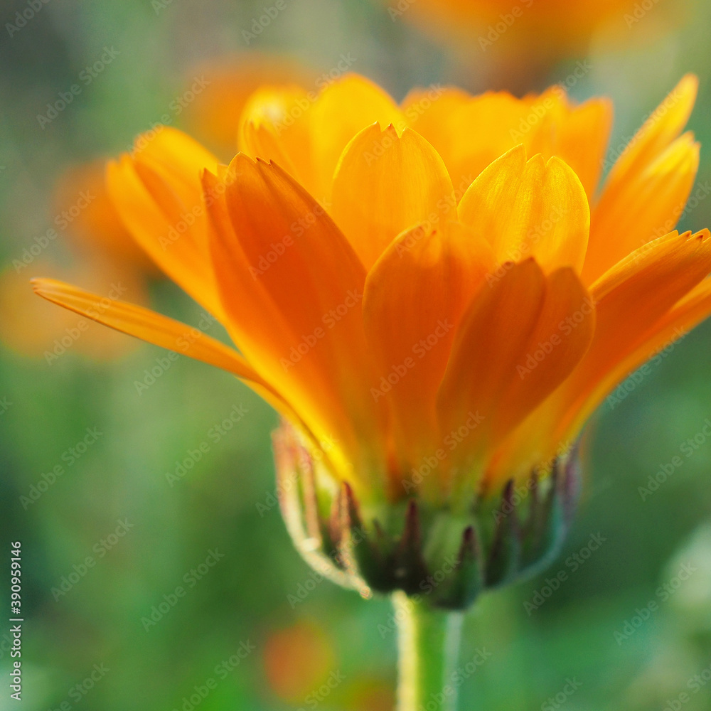 The calendula flower closes at sunset time. Side view. Petals glow in ...