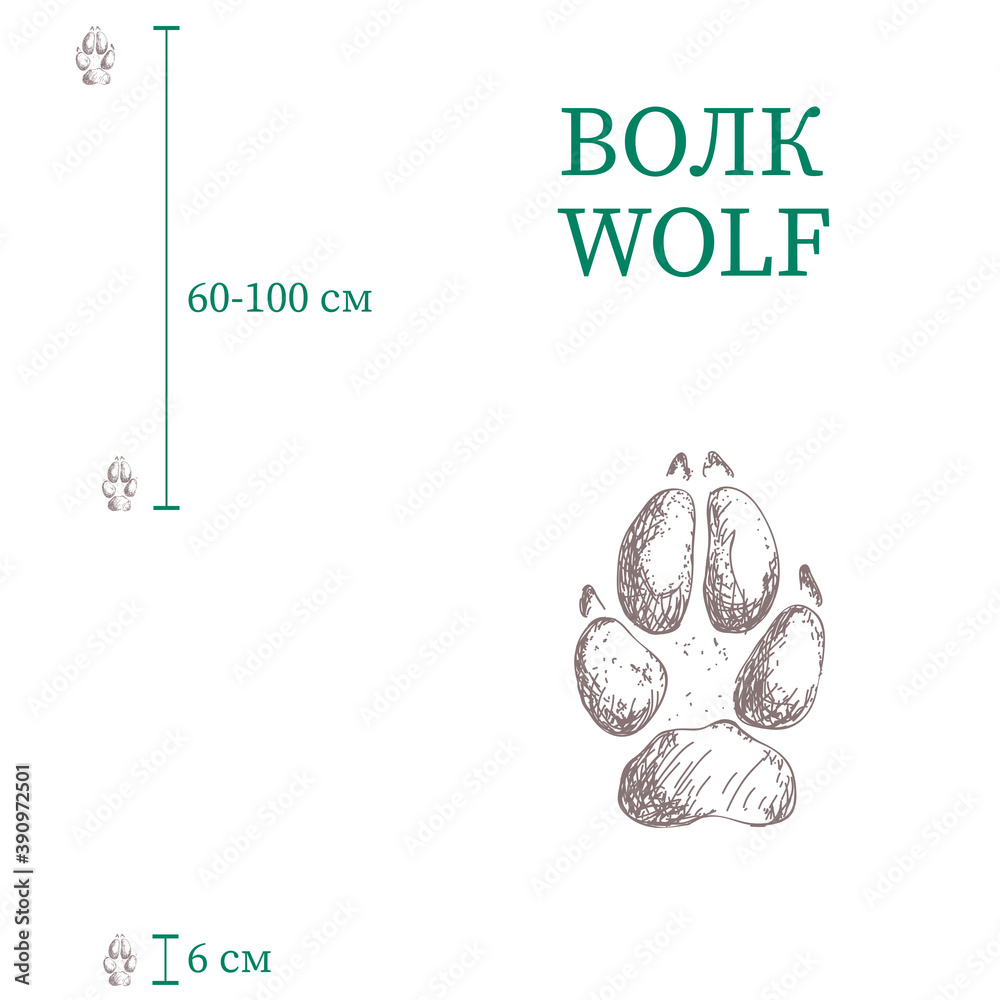 wolf footprints. size of wolf footprints. vector image of animal paws ...