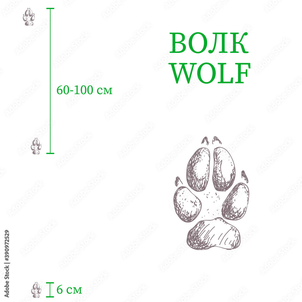 wolf footprints. size of wolf footprints. vector image of animal paws ...