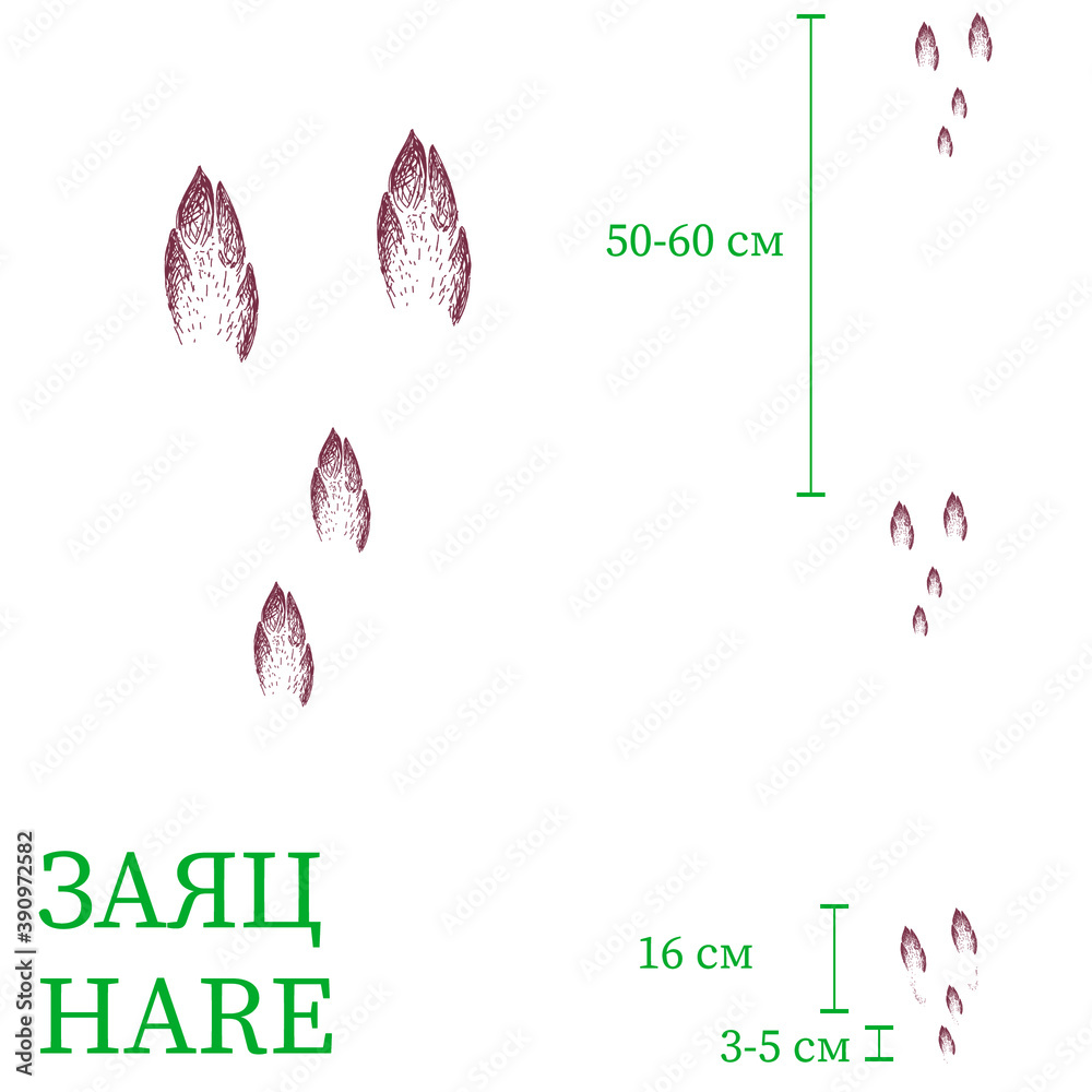 rabbit marks. size of rabbit footprints. vector image of animal paws ...