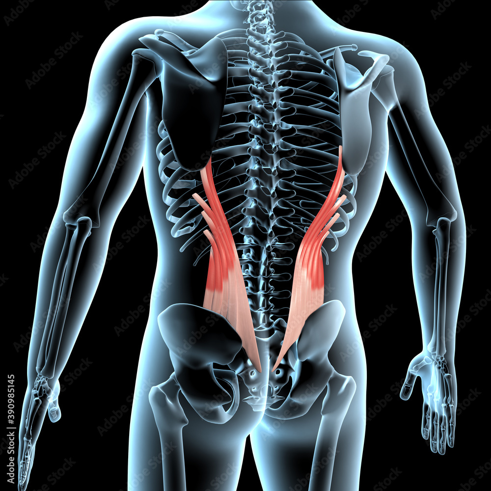 3d Illustration of the Iliocostalis Lumborum Muscles Anatomical ...