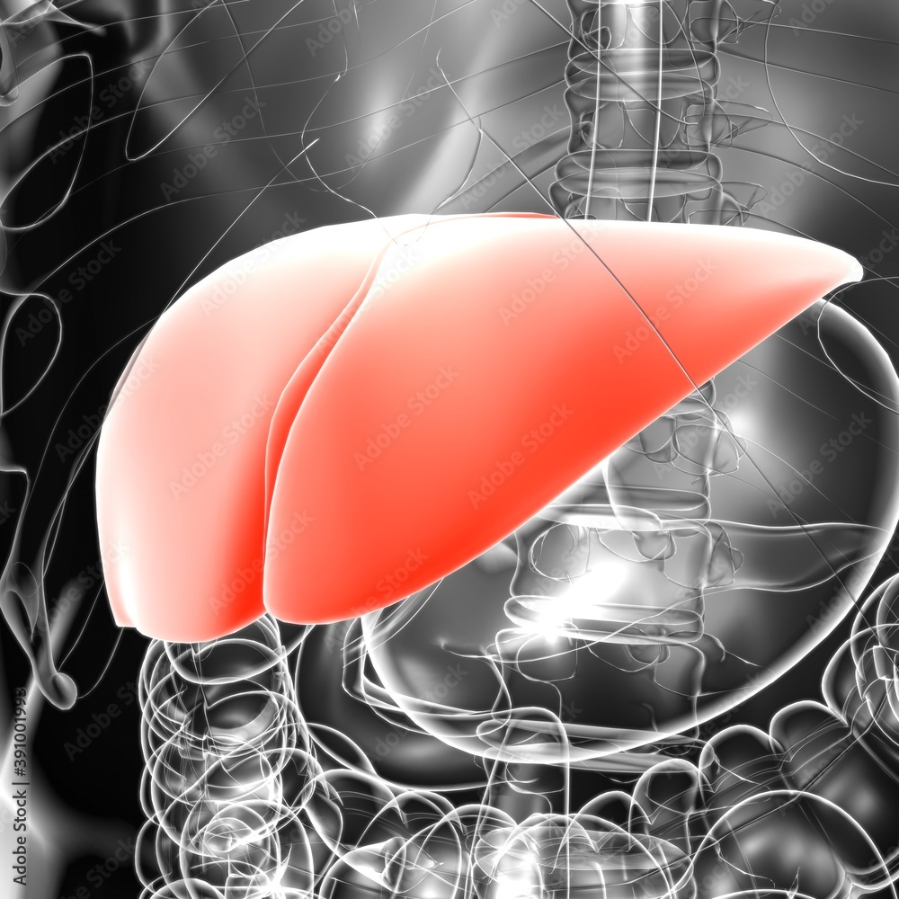 Liver 3D Illustration Human Digestive System Anatomy Stock Illustration ...