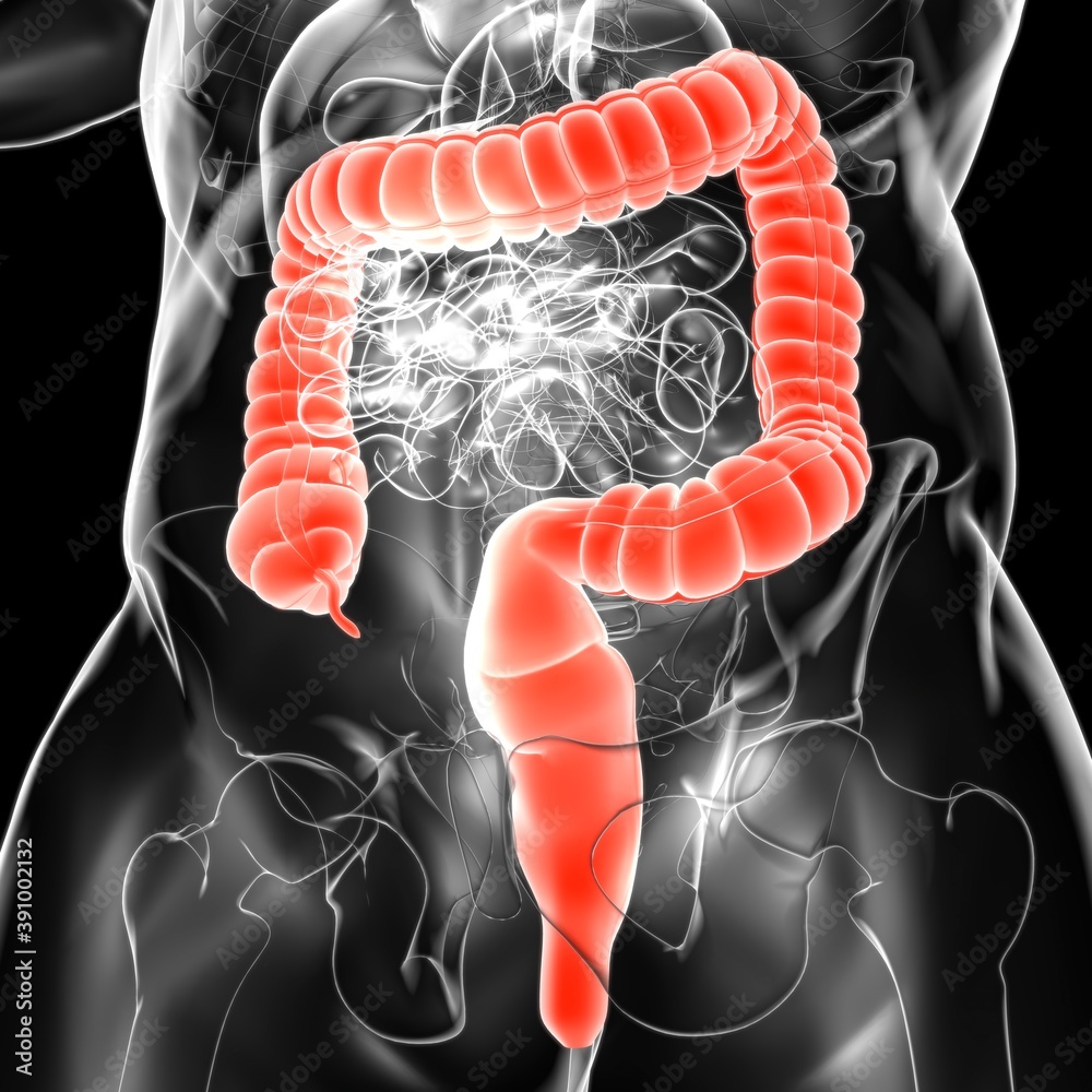 Large Intestine 3D Illustration Human Digestive System Anatomy Stock ...