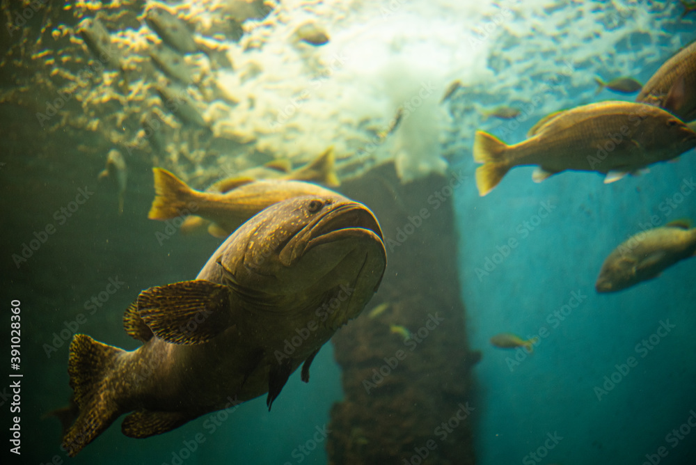 Giant grouper. A large saltwater fish in the group of grouper found in ...