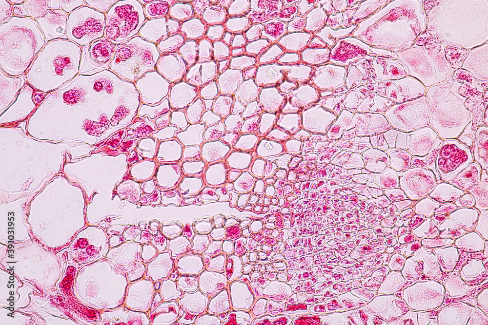 Zygomycota Mycology All You Need To Know