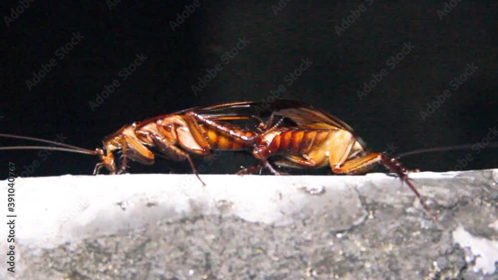 Huge tropical cockroaches at night mating, Possibly an invasive species ...