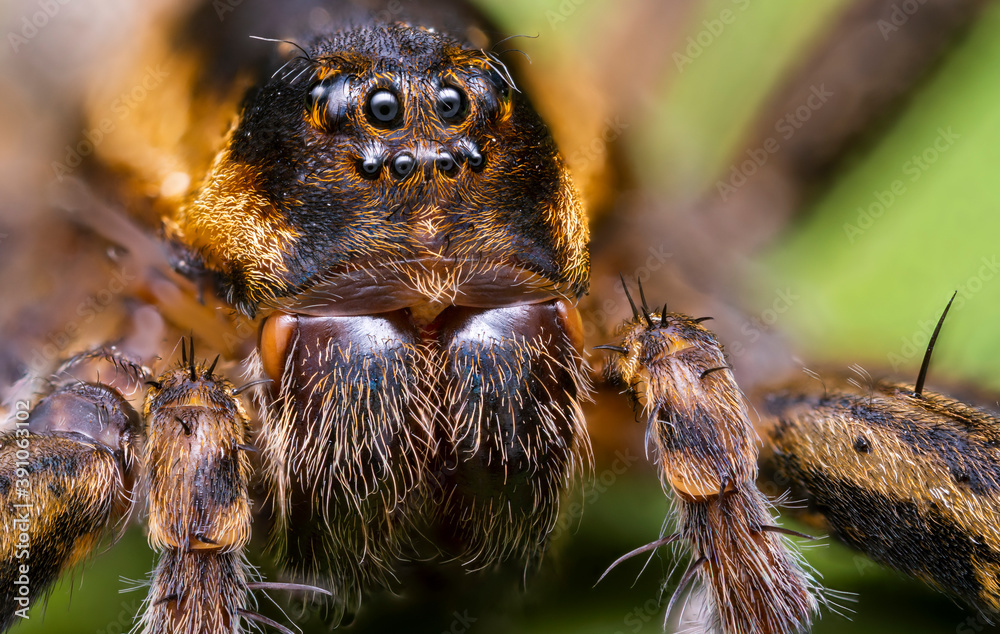 Focus stacking photo of a spider that sits and looks at the camera ...