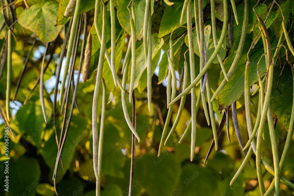 Catalpa bean pods. The fruit is a long, Common names include southern ...