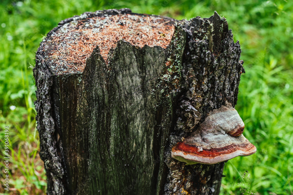 Large red polypore grows on broken tree in forest. Vivid red tinder ...