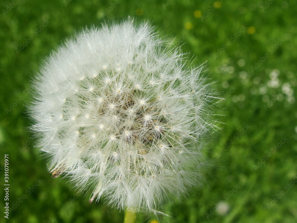 Pusteblume Stock Photo | Adobe Stock