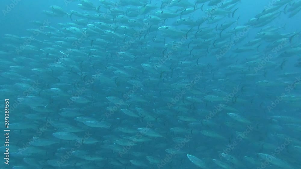 School of tuna tunny fish on the blue background of the sea under water ...