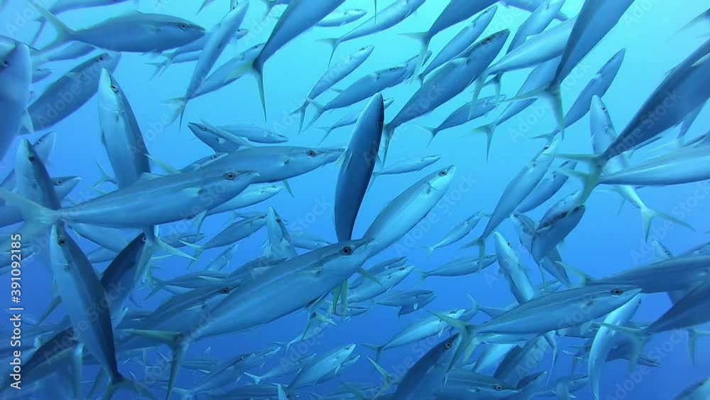 School of tuna tunny fish on the blue background of the sea under water ...