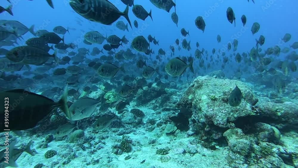 School of tuna tunny fish on the blue background of the sea under water ...