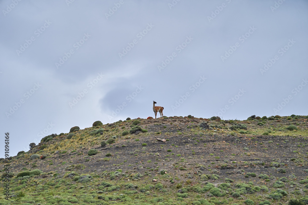 Lama guanicoe is a camelid native to South America, closely related to ...