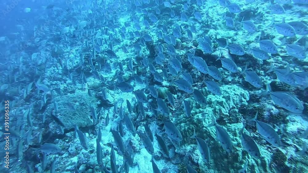 School of tuna tunny fish on the blue background of the sea under water ...