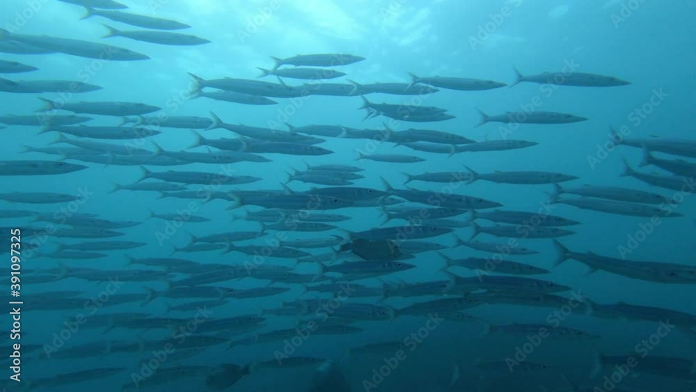 School of tuna tunny fish on the blue background of the sea under water ...