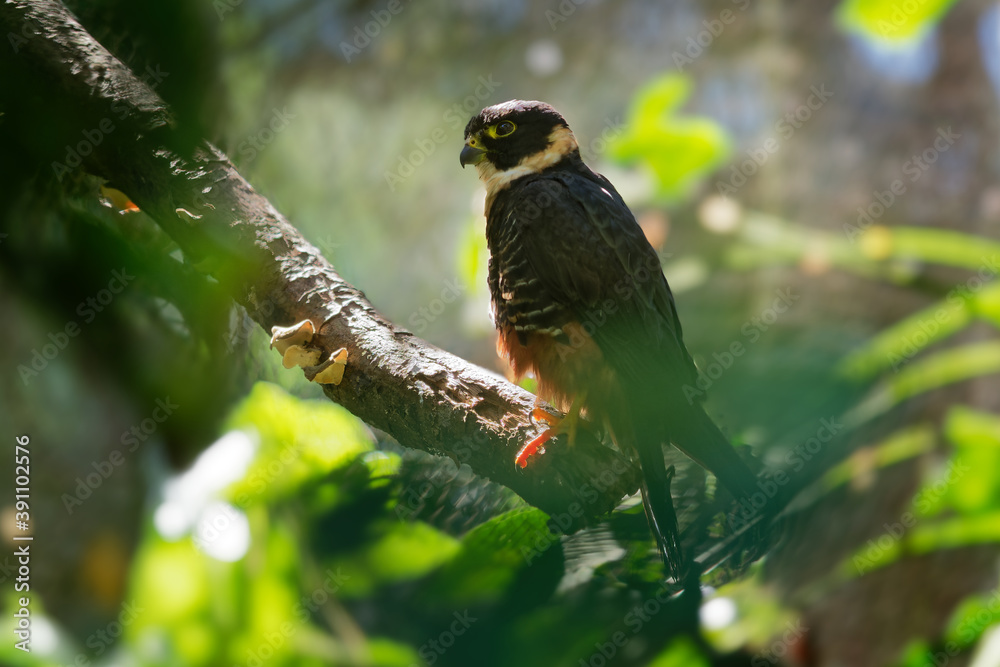 Bat Falcon - Falco rufigularis bird of prey resident breeder in Mexico ...