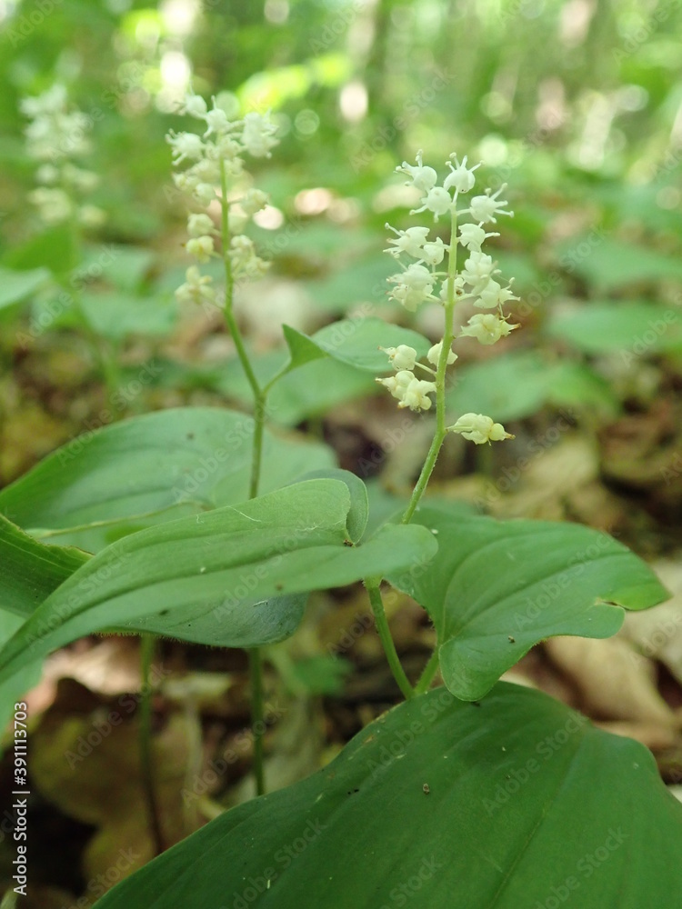 Maianthemum bifolium, false lily of the valley, May lily, Konwalijka ...