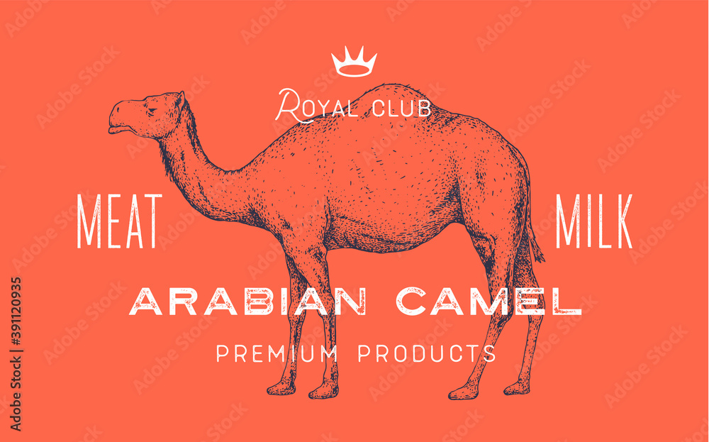 Camel, dromedary. Template Label. Vintage retro print, tag, label with ...