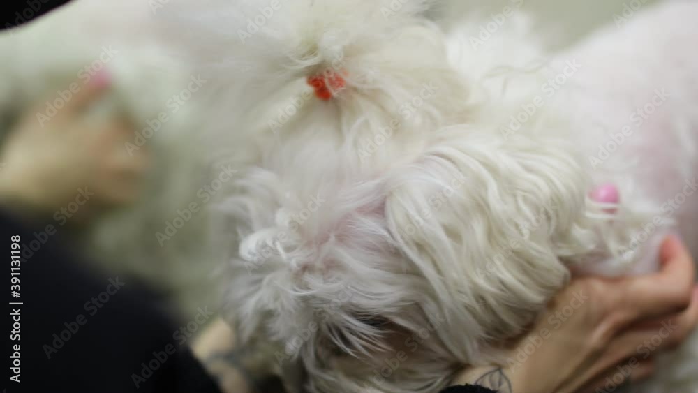dog grooming. Maltese lapdog grooming. Haircut in the salon for animals ...
