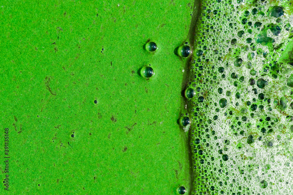 Green water surface in the backwater of river covered with ...
