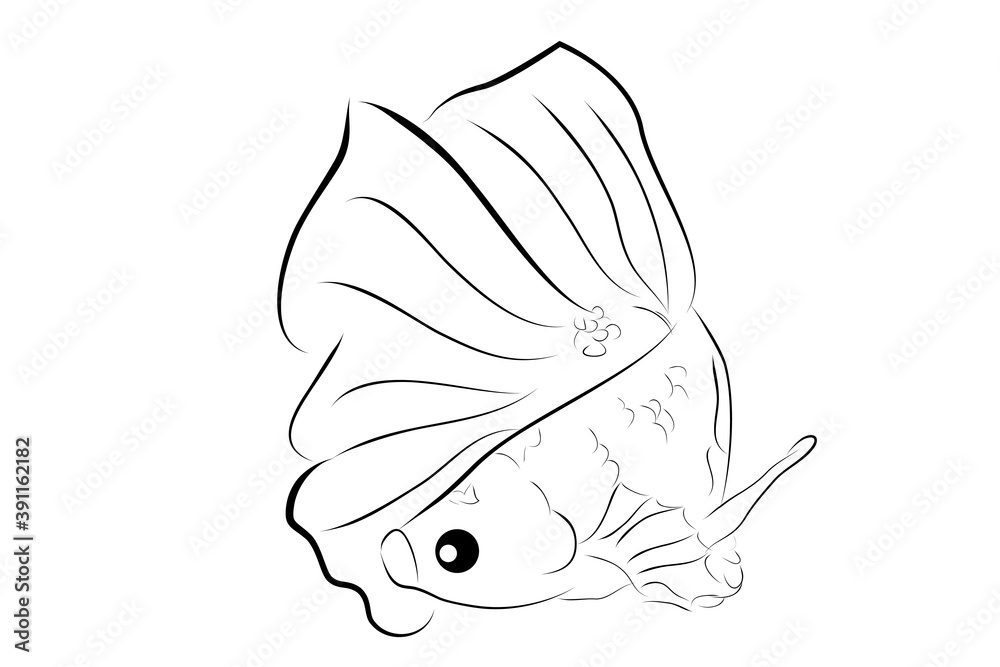 Simple Outline Vector Betta or siamese fighting fish , on ...