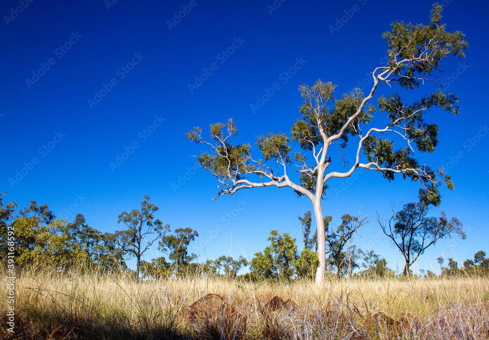 Large gum tree at Porcupine Gorge national park with blue sky and ...