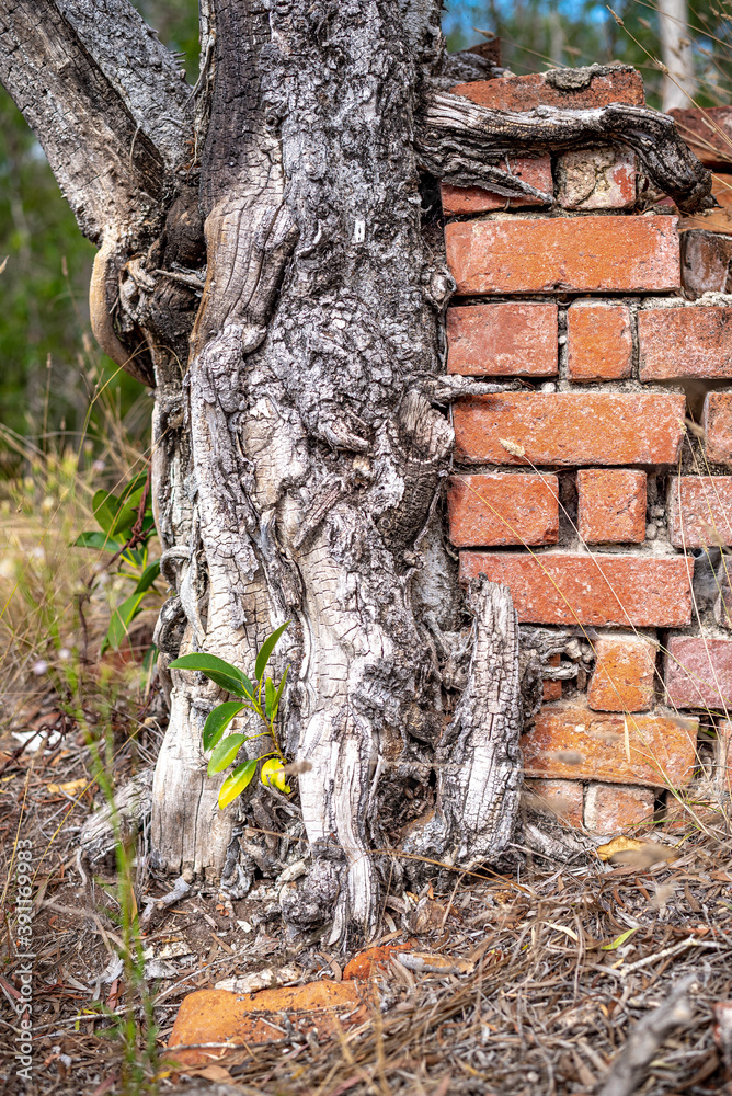Closer look at tree growing beside brick wall in Glassford Stock Photo ...