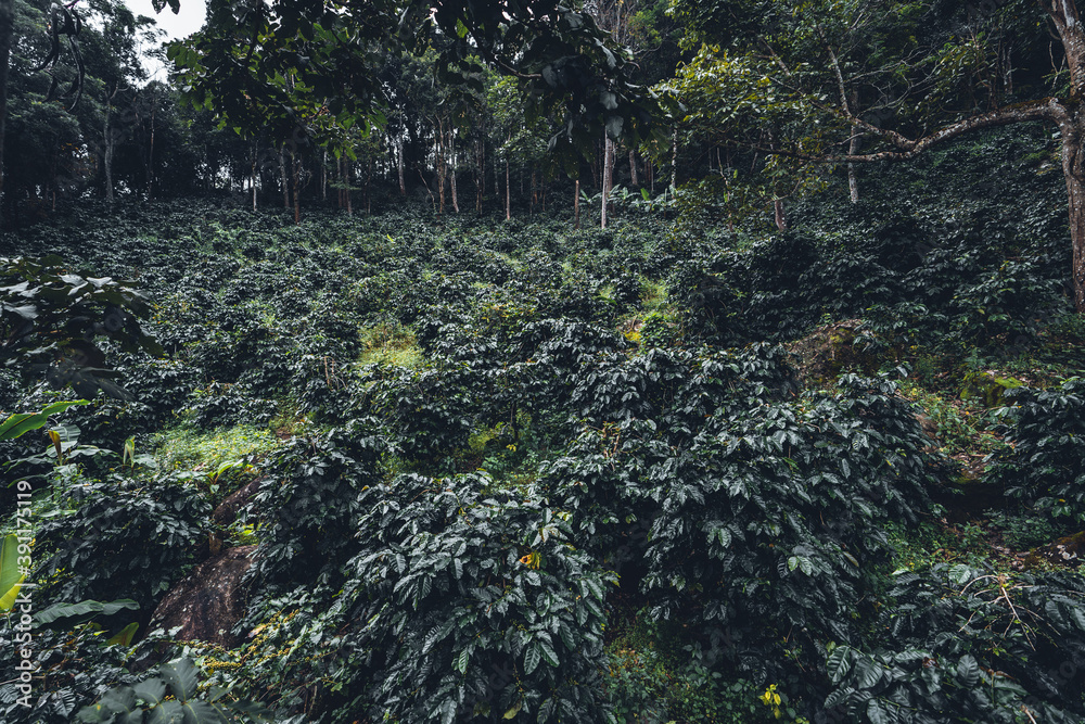 Arabica coffee plantation under a big tree in Asia Stock Photo | Adobe ...