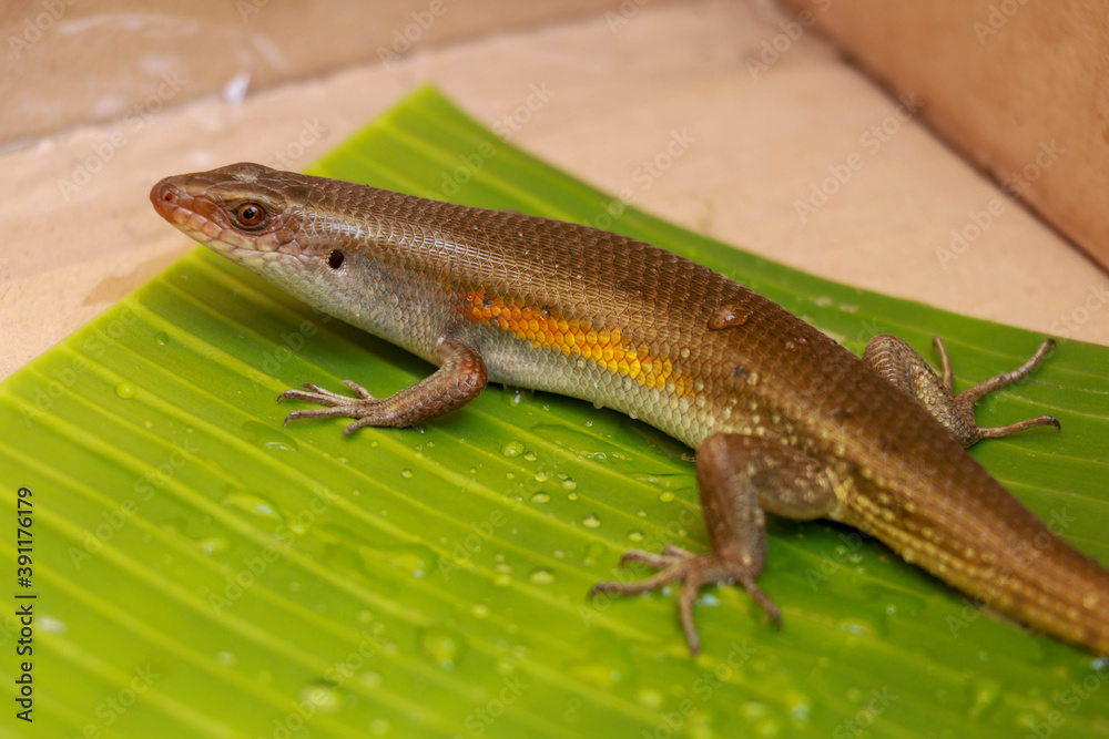 Balinese Skink. Lizard Eutropis multifasciata on a wet green leaf ...