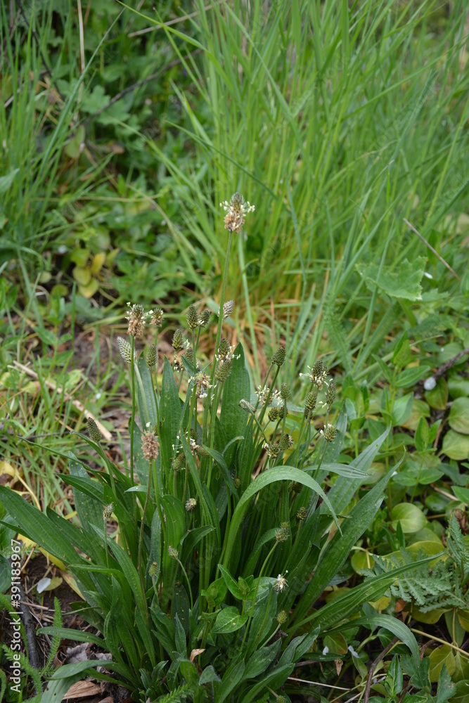 Plantago lanceolata. Ribwort plantain plants, with spike-shaped ...
