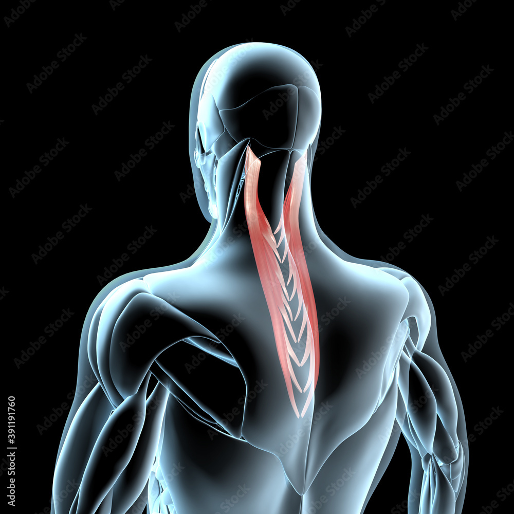3d Illustration of the Splenius Capitis Muscles on Xray Musculature ...