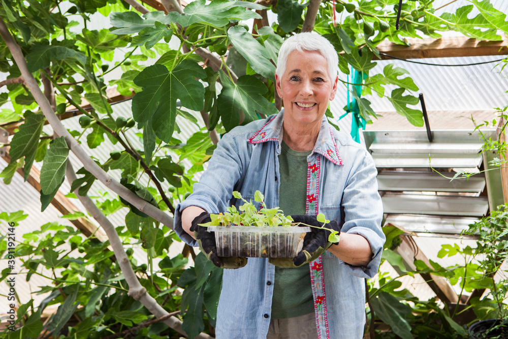 Smiling senior woman gardening in a geodesic dome, climate controlled ...
