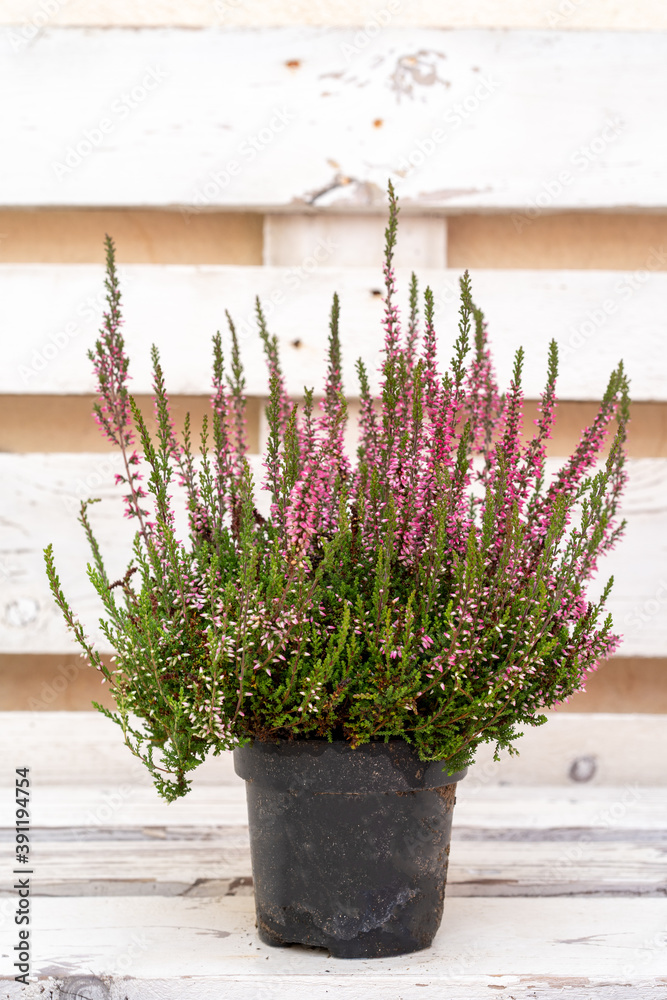 Planta con hojas y flores sobre un fondo de pallet blanco Stock Photo ...