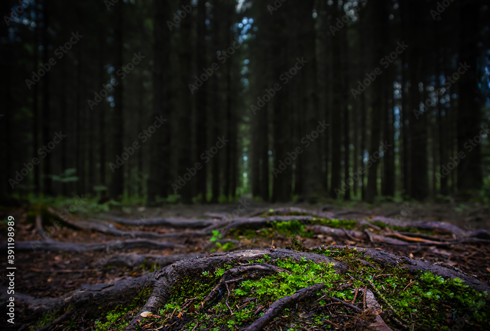 Close-up of moss on ground in dark forest. Beautiful dark background ...