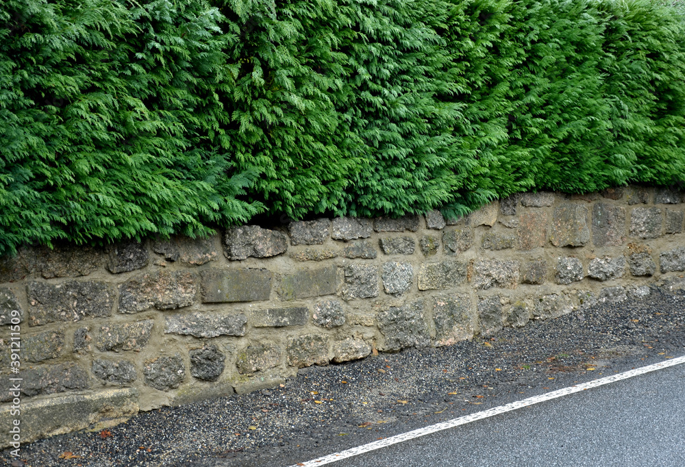 The cypress hybrid grows rapidly and forms beautiful hedges of ...