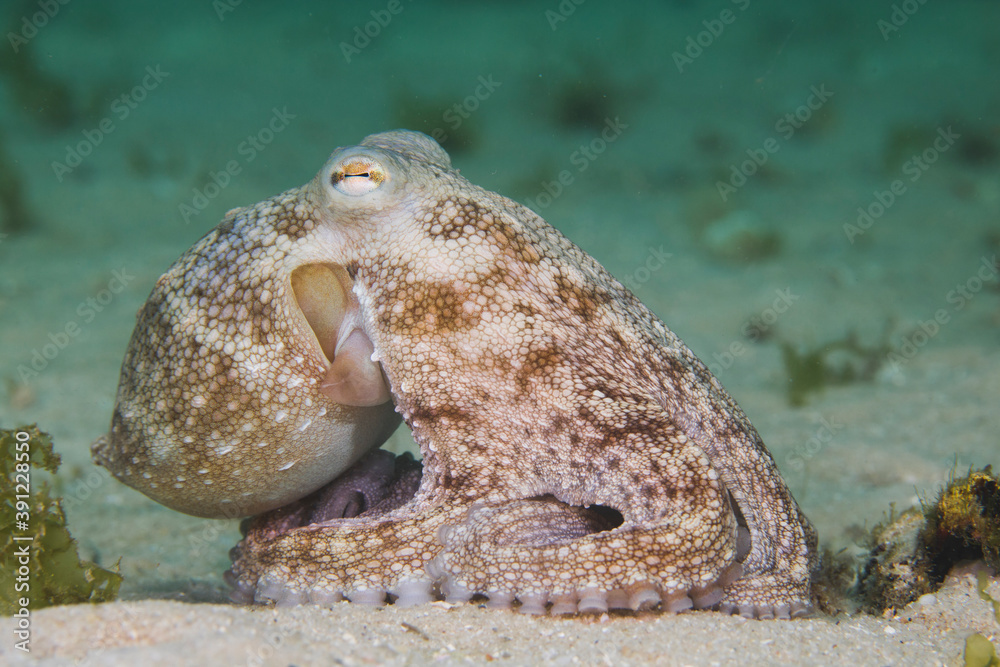 Side view of a Common Octopus (Octopus vulgaris) sitting on the ocean ...