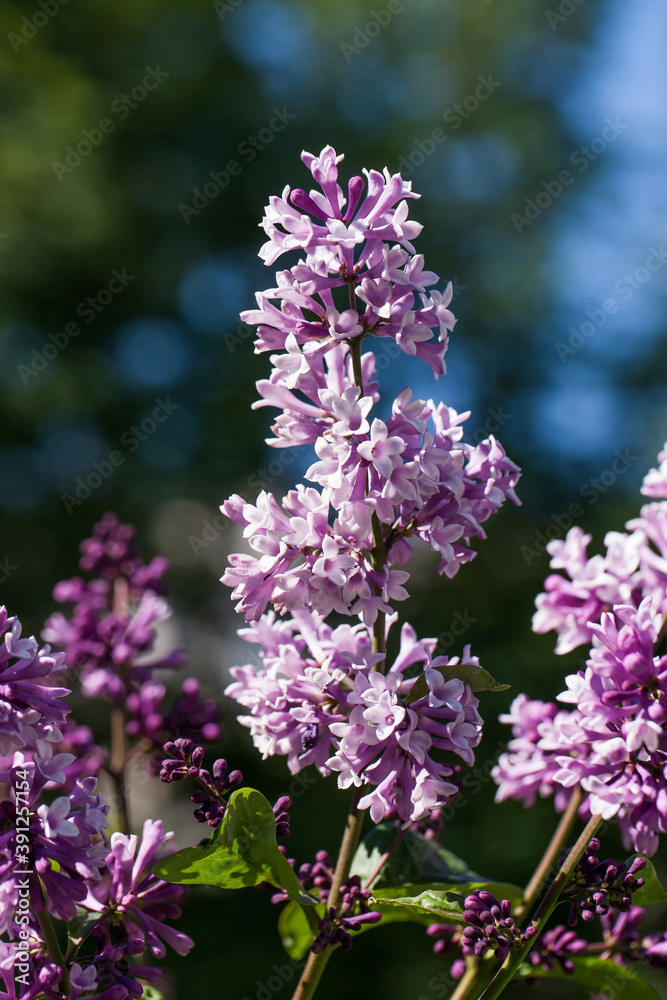 Beautiful violet liliac Syringa flowers in the garden sunny day with ...
