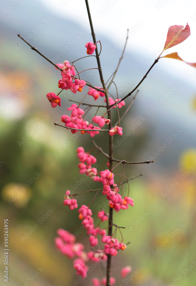 Autumn berries on a Euonymus europaeus 'Red Cascade' spindle tree ...