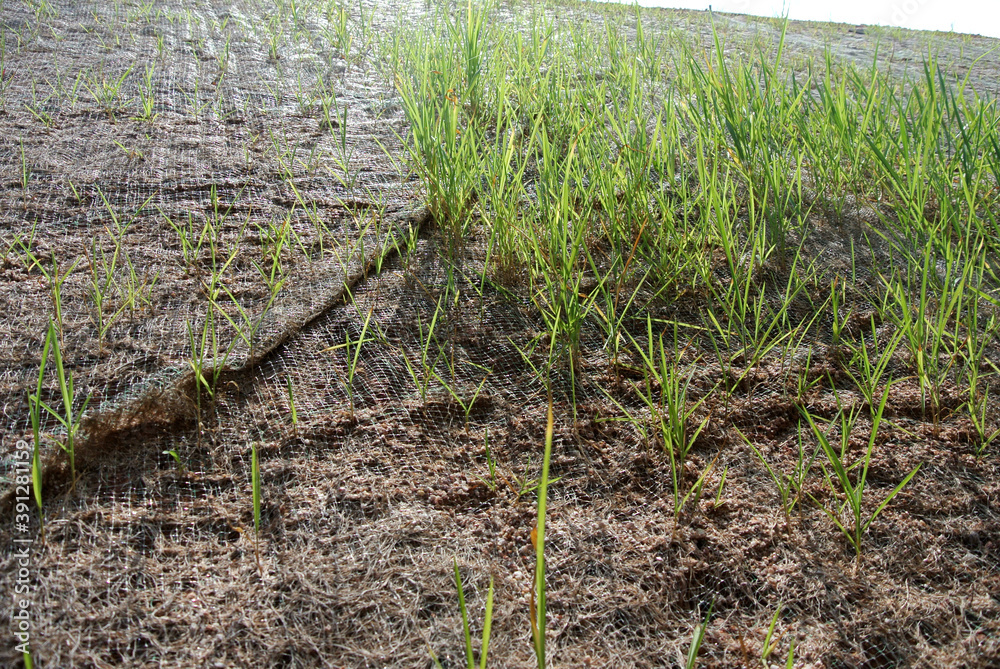Permanent slope protection using the close turfing method to prevent ...