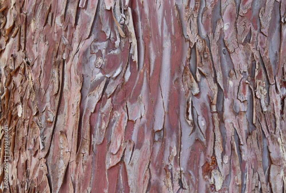 tree trunk texture can be used as a background in natural expressions ...