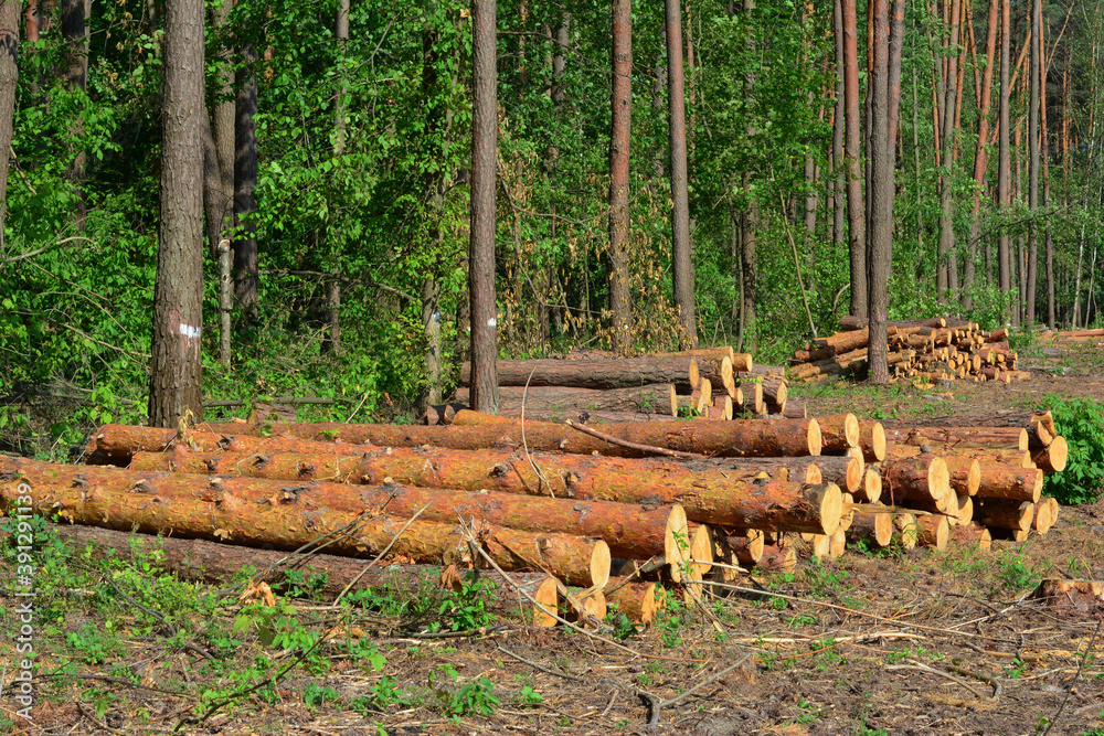 Fotografia do Stock: Piles of pine logs cut down in a forest, logging ...