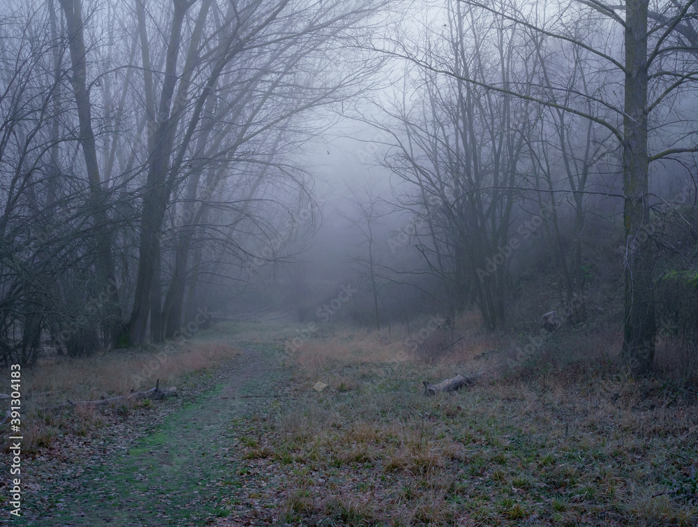 Paisaje con niebla en el bosque con camino y árboles en silueta en ...