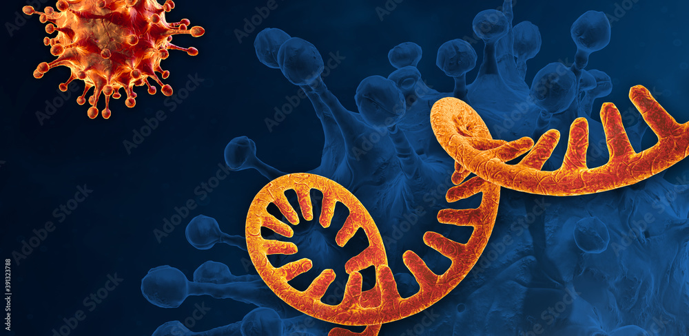Coronavirus RNA strand. Medical illustration. Microscopic view of SARS ...