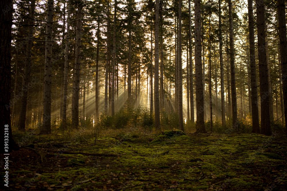 Dark dense pine forest in autumn at sunrise with trees creating a ...